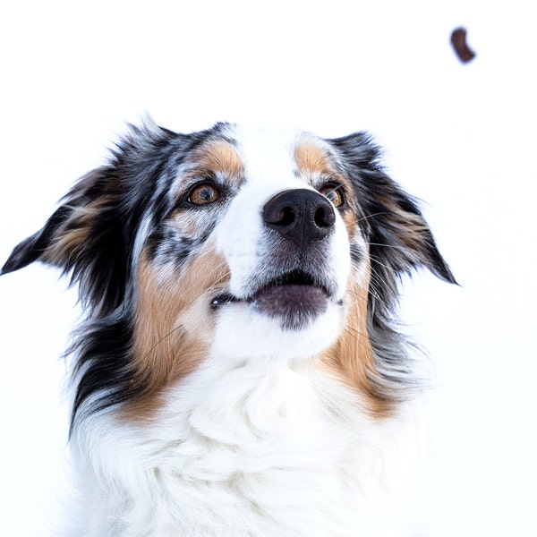 Aussie Svg Dog Agility Jump Svg Vector Graphic Art Jumping Australian ...