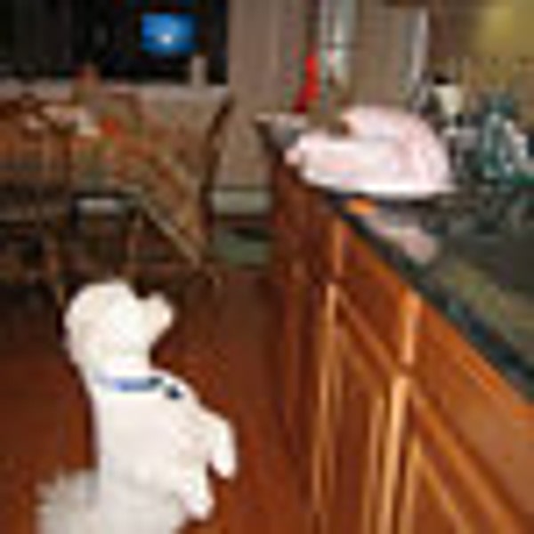 Silver Coin Pearl Toggle Y Necklace Rolo Chain 3.5mm Solid 925 Silver ...