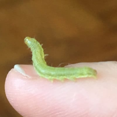 MourningDoveCraft - Etsy