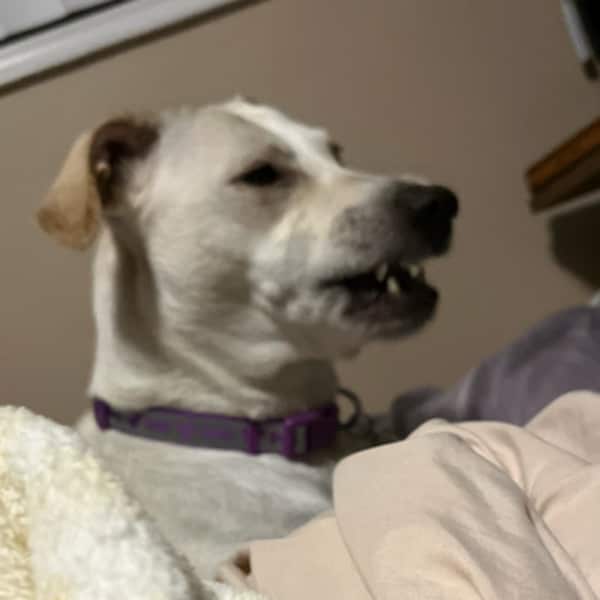 Preorder SET 3 REGRETEVATOR Stickers: Fleshcousin, Jeremy, Reddy ...