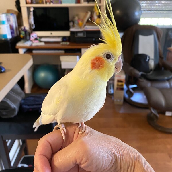 Sashiko Stencil Traditional Japanese Sashiko Pattern Plastic Stencils ...