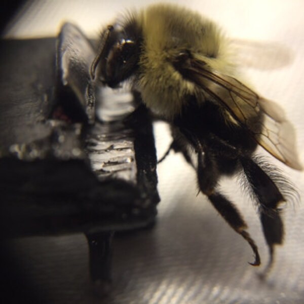 Uterus Designs for Embroidery Machine Digital Graphic File Stitch ...