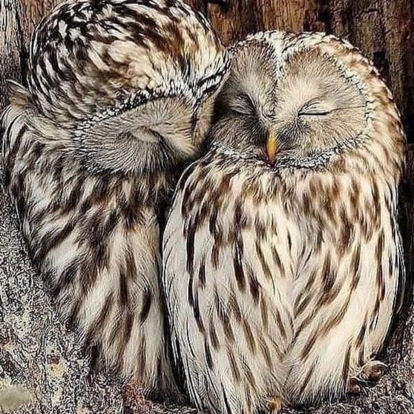 Book of Mormon BINGO Game LDS Primary Game Activities for Latter-day ...