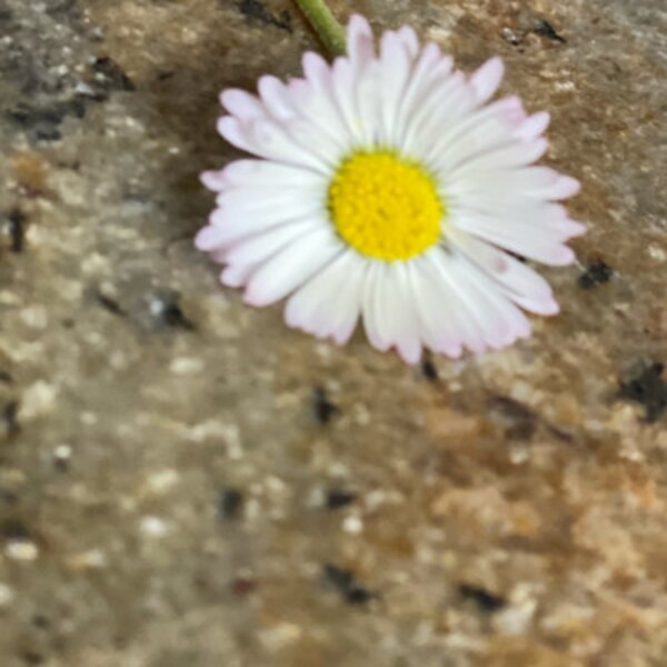 Cursive Days of the Week Bullet Journaling Stencil Quickly Adds ...