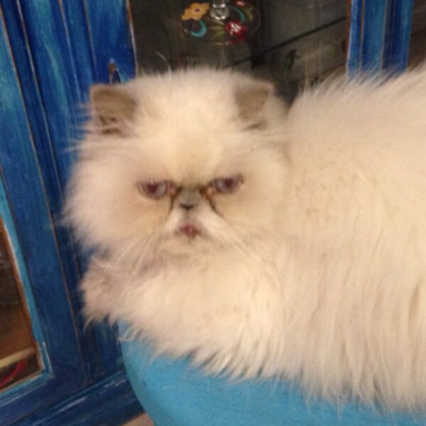 Bridal Shower Welcome Kate Sign Template 24x36 Bridal Shower, Wedding ...