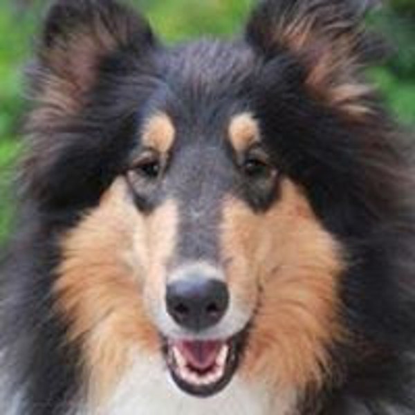 Collies Fabric Origami Collie Friends by Selmacardoso Origami Dog ...