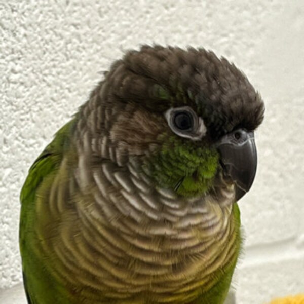 Penguin PDF Pattern, Penguin Sewing Pattern - Etsy