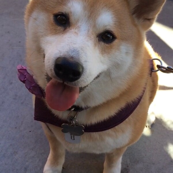 SIMPLE Steno Note Template A4 & LETTER Printable Steno Note Inserts ...