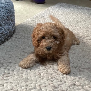 Roll a Sight Word Mega Bundle, Education Printables for Early Learning ...