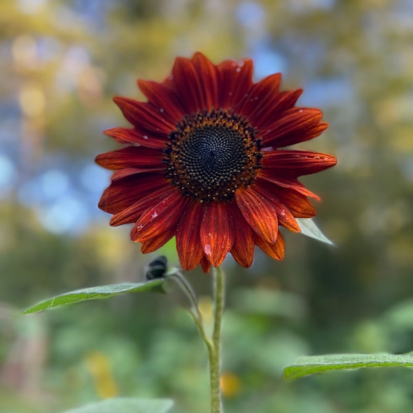 Floral Lilly Panel, Lotus Flower, Lilly Pad Stained Glass Pattern ...