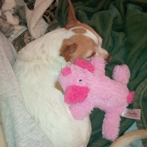 Otter SVG File, Mandala Otter SVG, Zentangle Otter SVG, Animal Svg File ...