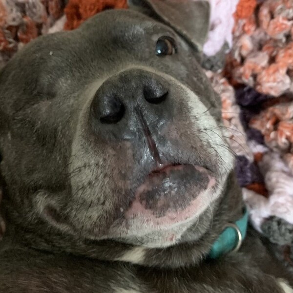 The Sewing Room by Shannon Christine Designs Counted Cross Stitch ...