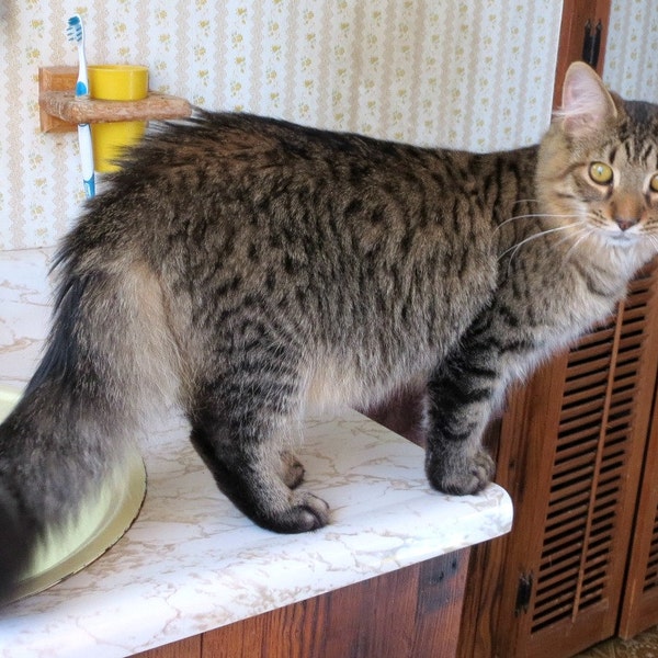 Uterus Designs for Embroidery Machine Digital Graphic File Stitch ...