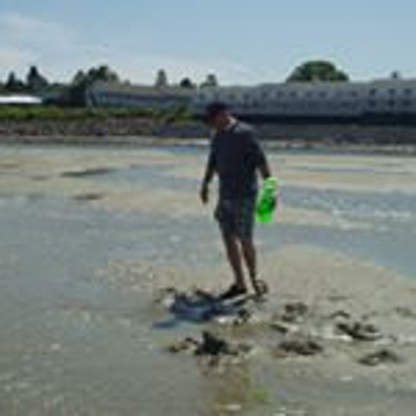 Nesting Box Bird Shelf American Robin Eastern Phoebe Morning Dove - Etsy