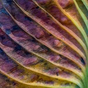 INGUZ Rune-inguz Ring-viking Rune Ring. Wiccan, Occult, Esoteric ...