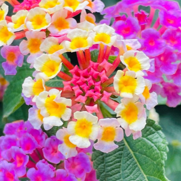 Opaque Red Beads 12mm Rectangle сarved Czech Glass Beads Swirls Scrolls ...