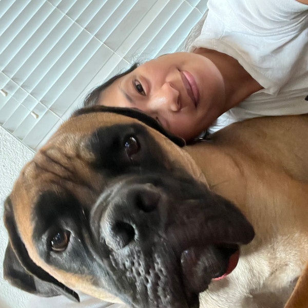 Flowering Maple Mixed Colors Abutilon Hybridum 100 Seeds Free US ...