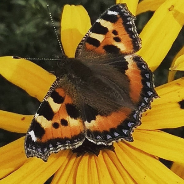 Lemons Junk Journal Kit, Yellow, Recipe Book, Fruit, Summer, Green ...