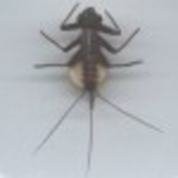 Vintage Coats & Clarks Pure Silk Twist Embroidery Buttonhole Silk Twist ...