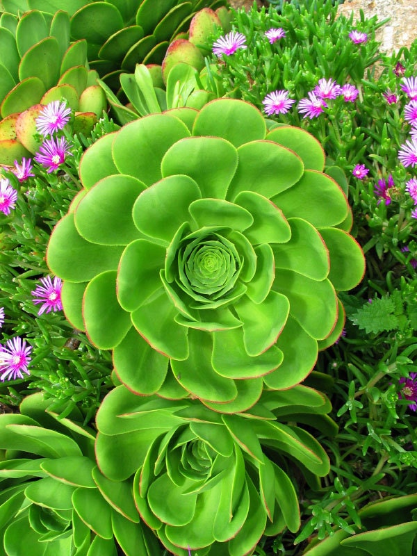 IndieGardenArt - Etsy