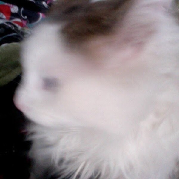 Light Blue Wedding Veil Blusher Blue Veil Dusty Blue Veil Long Two ...