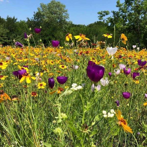 Custom Turquoise Dog Tag, Dog ID, Dog Identification, Bronze & Silver ...