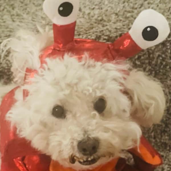 Bluey Hand Knitted Chunky Blanket - Etsy