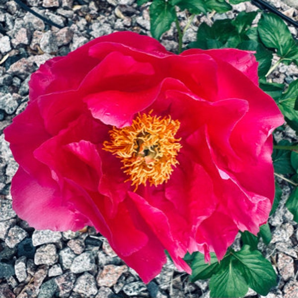 Aquarium Driftwood Centerpiece Aquascape Hardscape Arch Fish Tank ...