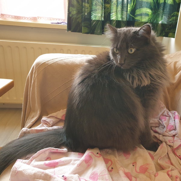 Black Magic Valknut Norse Knotwork Viking Patch Valkyrie Heathen ...