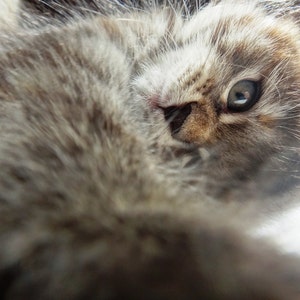 Lofn Goddess Statue, Wood Carved, Wooden Statue for Scandinavian, Norse ...