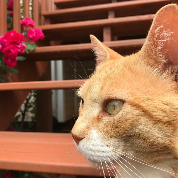 Notebook Paper Lines SVG Cutting File, School Svg, Paper Lines Svg Cut ...