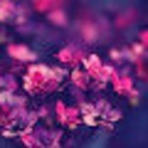 Eucalyptus and Gold Alphabet Posters Botanical Classroom Decor Number ...