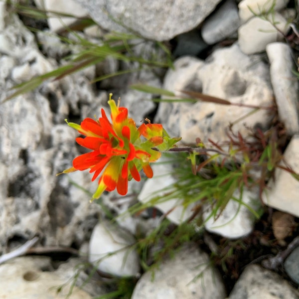 Rocky Mountain Gallery Downloadable Quilt Pattern - Etsy