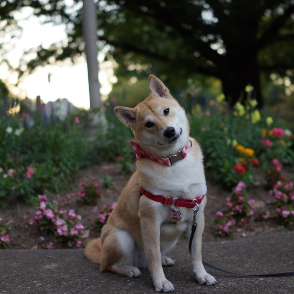 Sphinx Skeleton, Curiosity Cabinet - Etsy