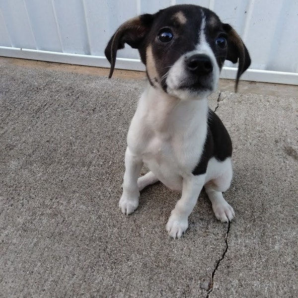Ball Python Amigurumi Crochet Pattern, Betty the Realistic Plush Snake ...