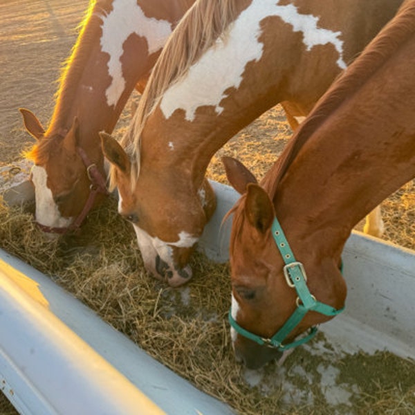 Show Goat-jackpot Goat-vinyl Decal-name Decal-personalized Decal Custom ...