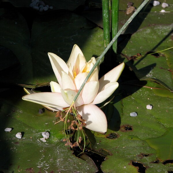 Secret Decoder Wheel Printable Escape Room Cipher Wheel PNG Secret ...