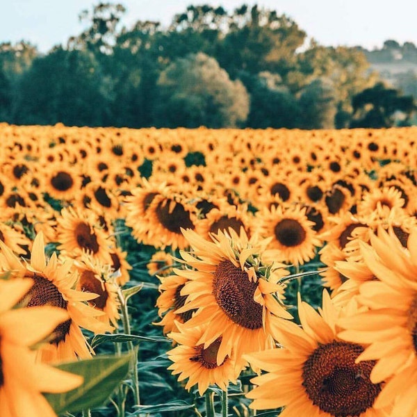 5 Cat // Rin and Seri // Tokens for Magic the Gathering - Etsy