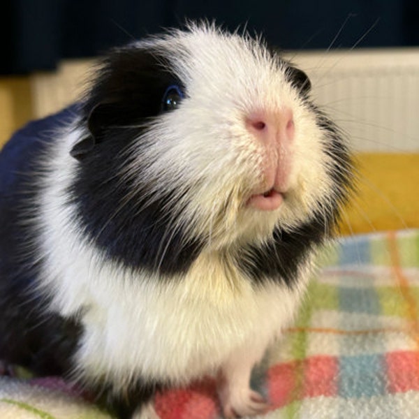 Guinea Pig, Rainbow Bridge, Gerbil, Pet Loss, Rainbow, Rainbow Bridge ...