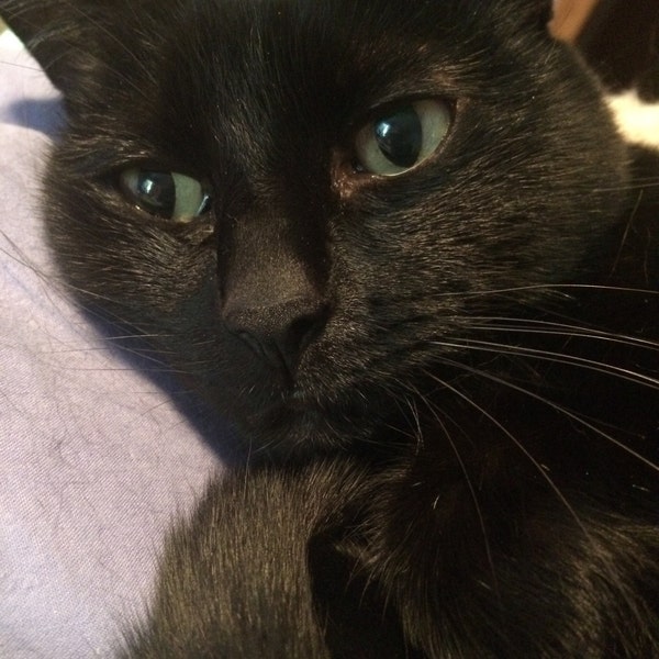 Longcat Vs. Tacgnol Ukiyo-e Style Set of 2 Giclee Prints OFFICIAL ...