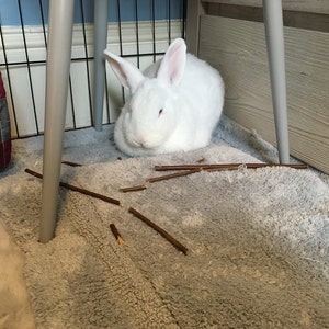 Pink Puffer Fish Sticker Beach Ocean Cute Silly Cup Cooler Laptop Car ...