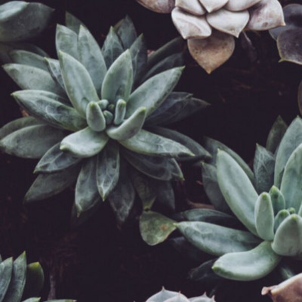 Skip Counting Large Number Display Black Basics Classroom Decor - Etsy