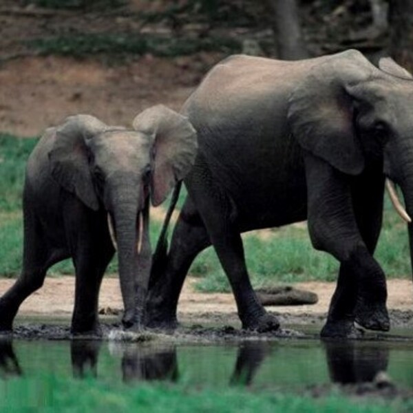 Chango Orisha 4x6 Prayer Card in Spanish CHANGO ORISHA 4x6 Tarjeta De ...