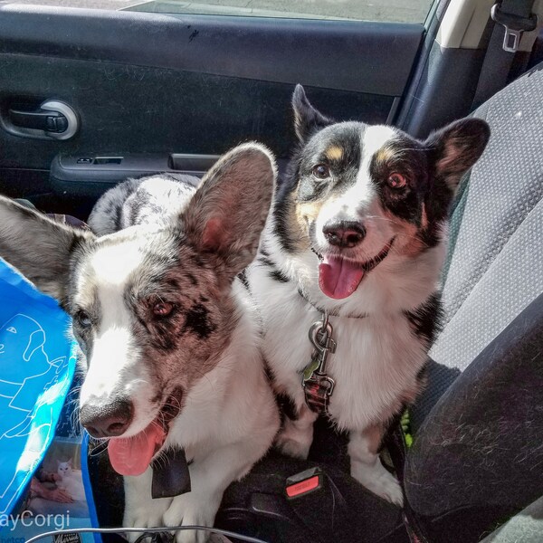 Animated Bongo Tricolor Corgi Emotes for Twitch or Discord - Etsy