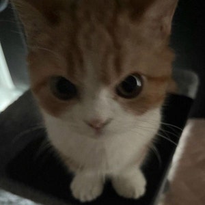 Bloody Fox Killer Puppy Fursuit Head,furry Commission, Premade Kemono ...