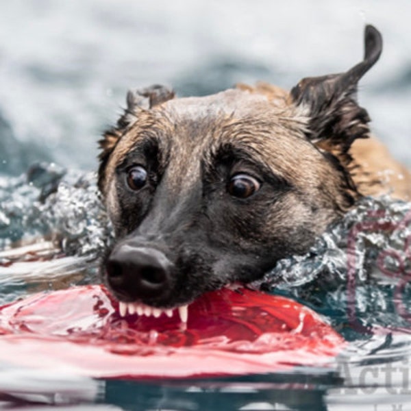 Belgian Malinois Embroidery Design, Maligator Embroidery File, Belgian ...