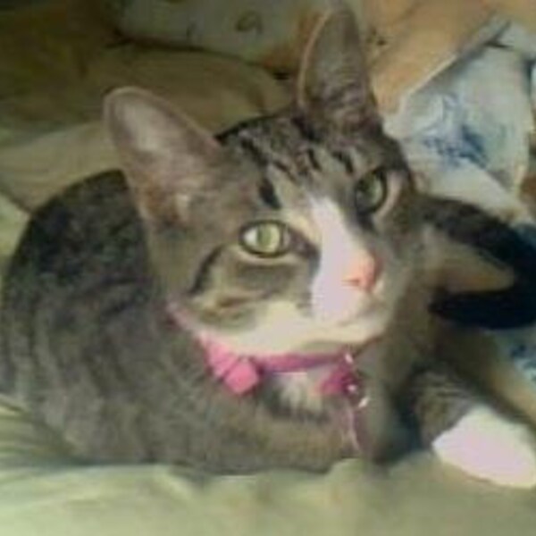 Cash Register Log Printable Cashier Shop Closing Drawer Till Balance ...