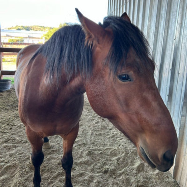 BSO Deputy Sheriff Broward Sheriff's Office Police Lapel Pin Broward ...