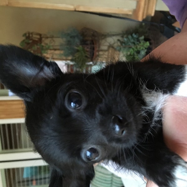 Portable Cutter Stand and Foot Rest - Etsy