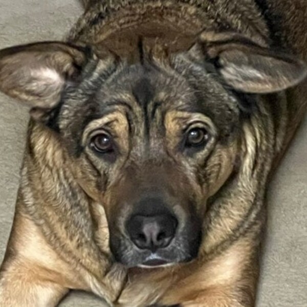 87 Rare Cryptography & Code Breaking Books on USB Ciphers Secret Codes ...